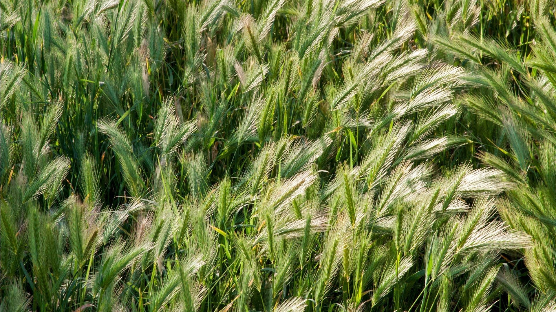 Barley Grass – Hercules Supplements Aust